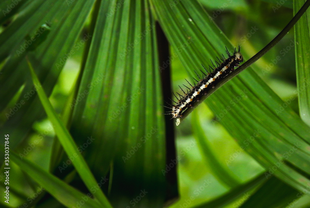 Hylesia nigricans o gusano oruga en un tallo grande con un fondo verde ...