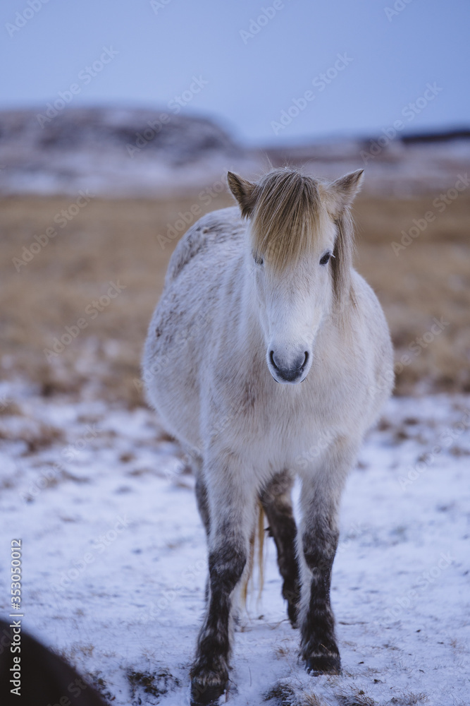 Weißes Islandpony in Island Stock Photo | Adobe Stock