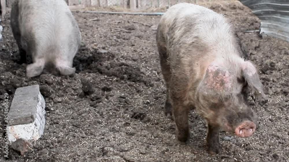 A big boar and a sow in a pen. The boar looks at the camera and the pig ...