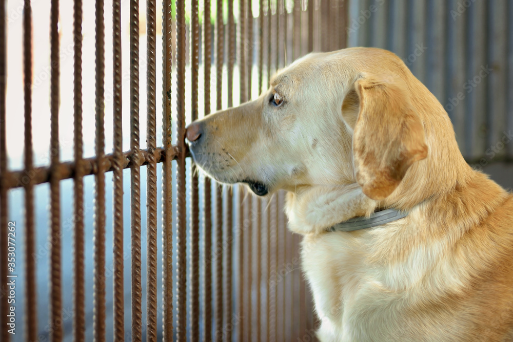The dog (golden retriever labrador) is waiting in the shelter in the ...