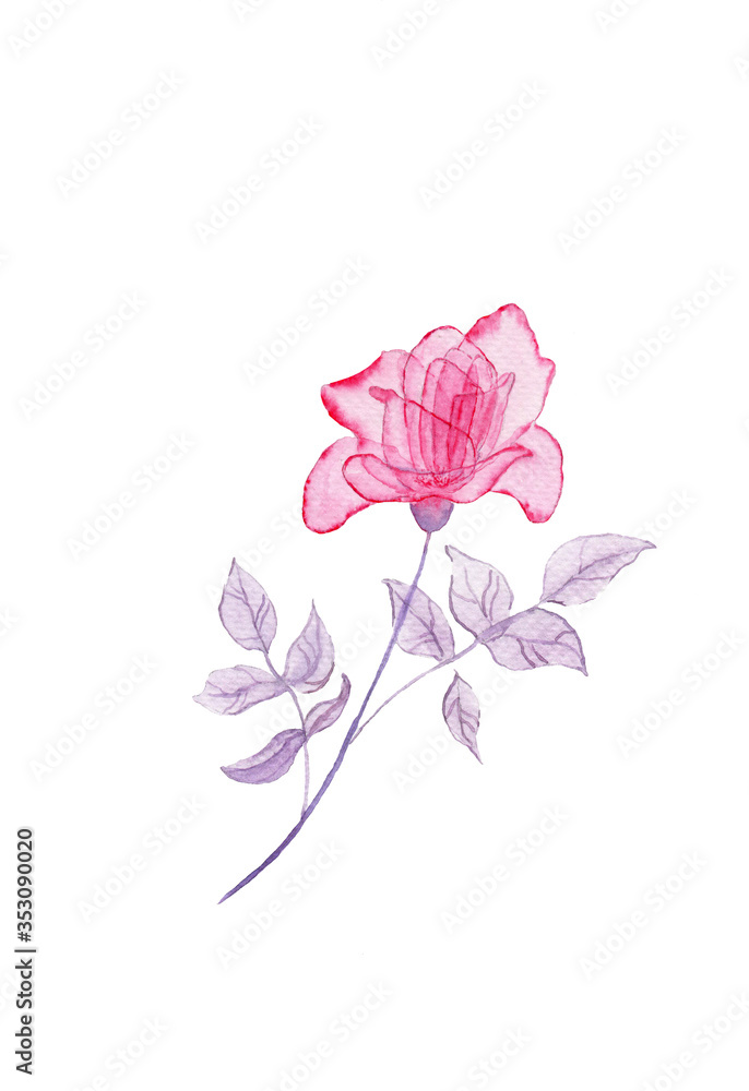 watercolor drawing of a transparent rose flower Stock Illustration ...
