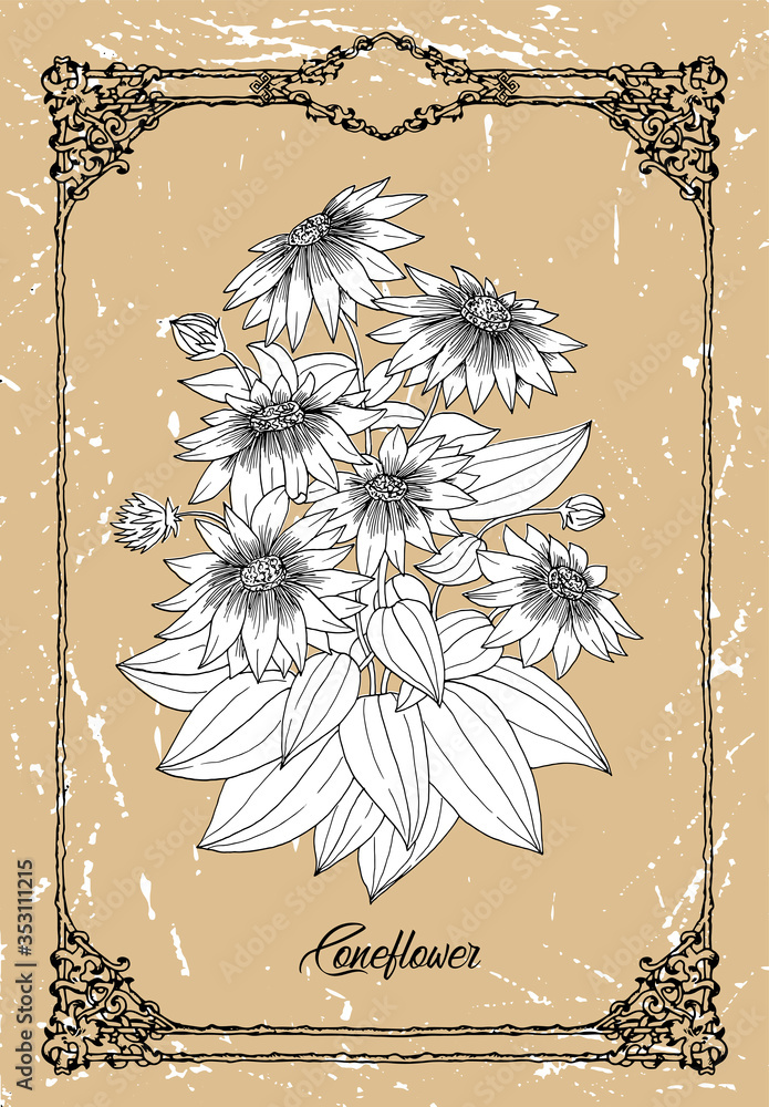 Vecteur Stock Vector black and white drawing of coneflower on texture ...