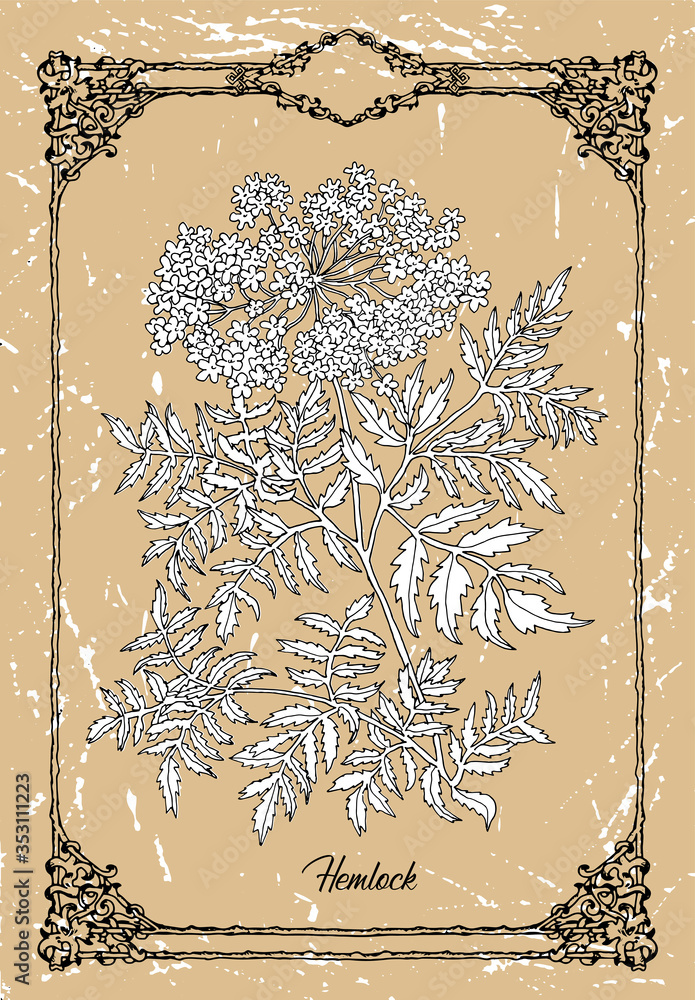 Vector black and white drawing of hemlock flower on texture background ...