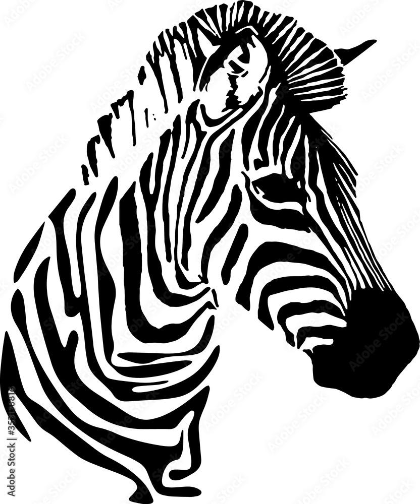 Hand drawn wild animal. Zebra. Vector isolated on a transparent ...