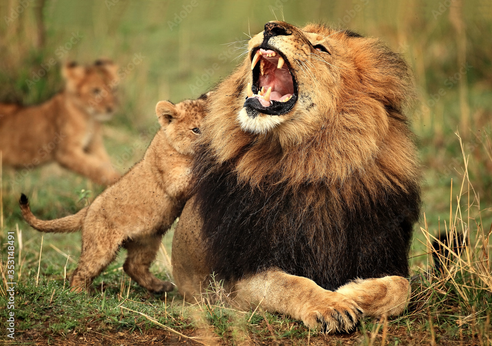 male lion and cub in the wild Stock 写真 | Adobe Stock