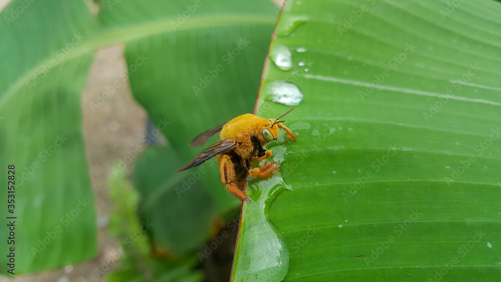 Gold colored male valley carpenter bee.The Valley carpenter bee ...