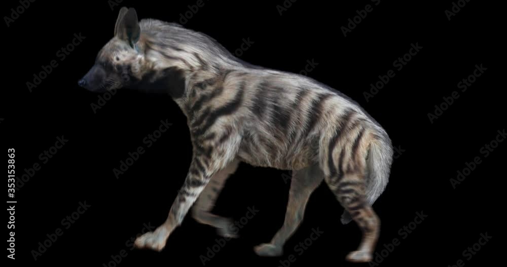Striped Hyena cyclical running realistic animation. Isolated animal ...