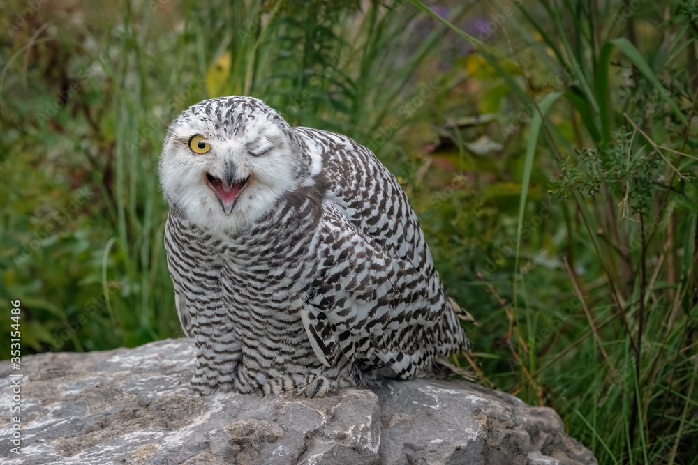 Snowy Owl Juvenile
