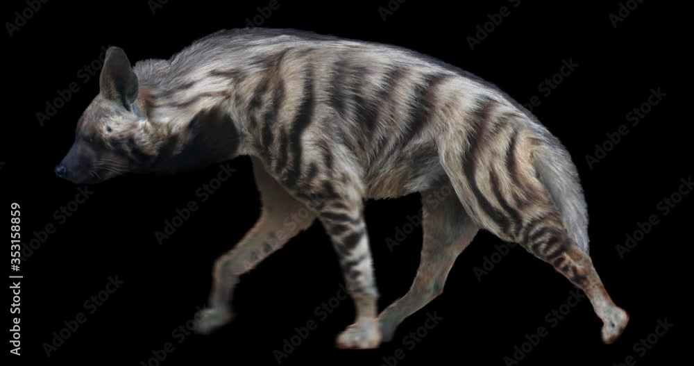 Striped Hyena cyclical walking realistic animation. Isolated animal ...
