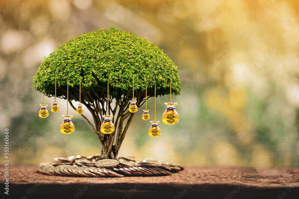 Stacking coins and golden money bag of tree with growing put on the ...