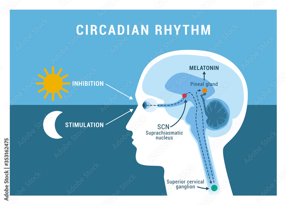 The circadian rhythm and sleep-wake cycle 素材庫向量圖 | Adobe Stock