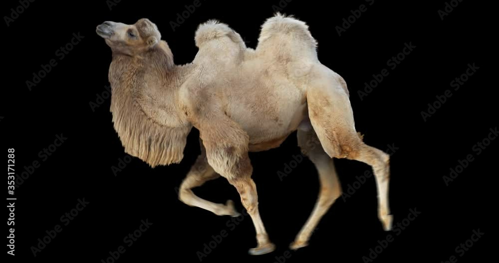 Vidéo Stock Bactrian camel gallop running realistic animation. Isolated ...