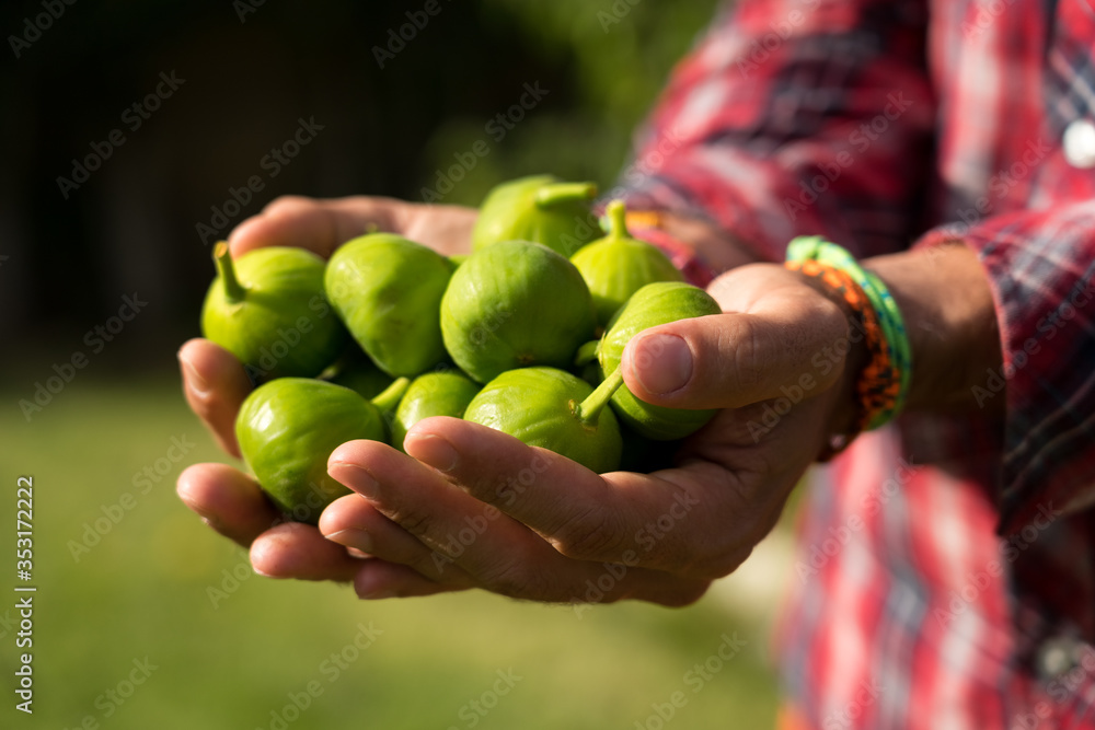 The hands of a man holding huge figs in her hands on a fig tree leave ...