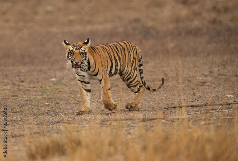 Tiger cub observing our presence at Tadoba Andhari Tiger Reserve, India ...