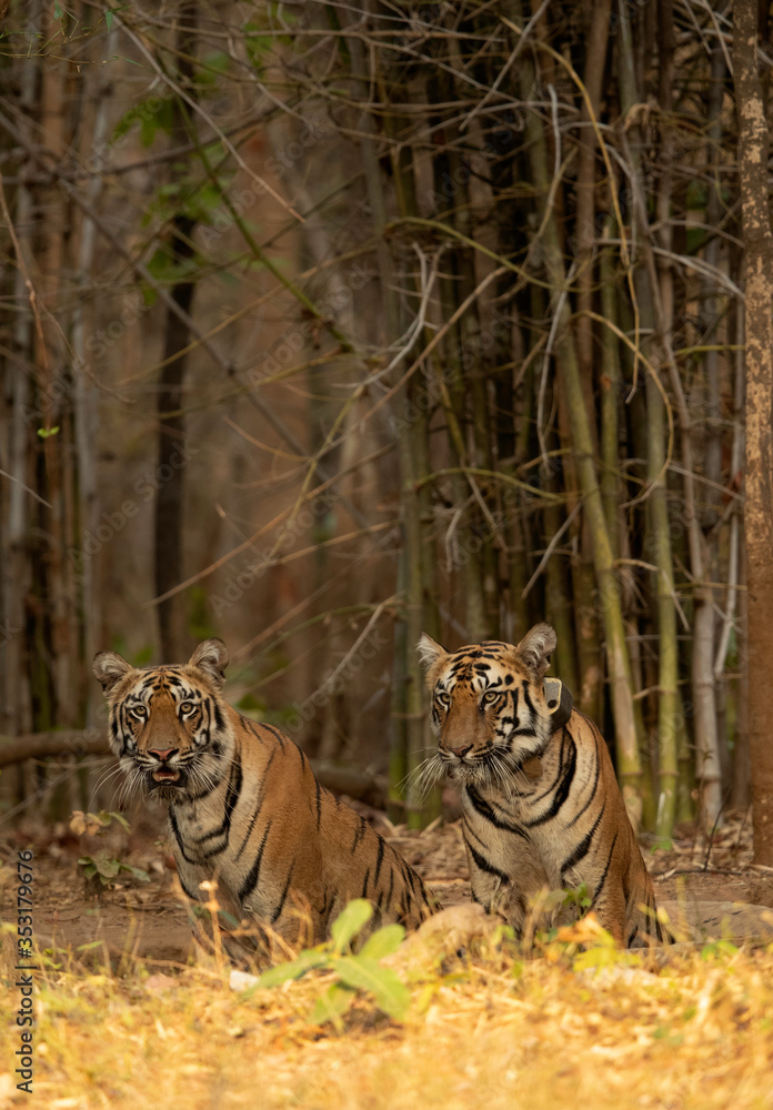 Subadult tigers in the bamboo forest at Tadoba Andhari Tiger Reserve ...