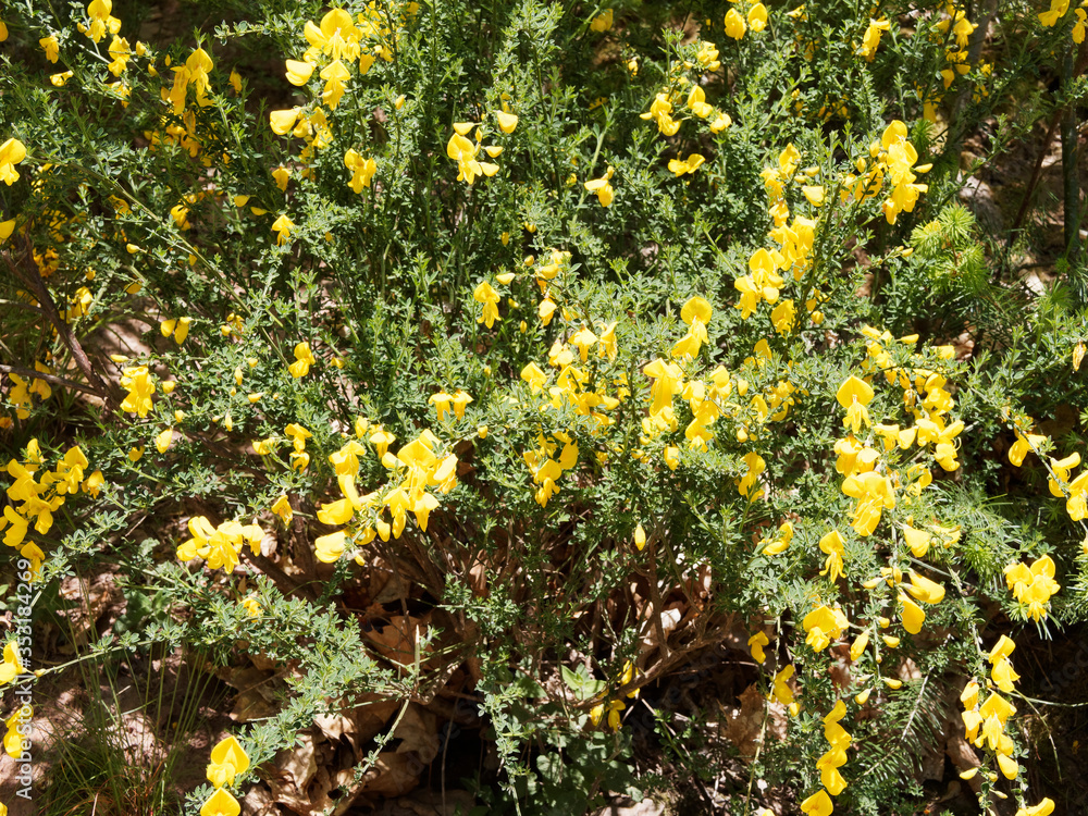 Cytisus scoparius or Common broom, attractive shrub in garden covered ...