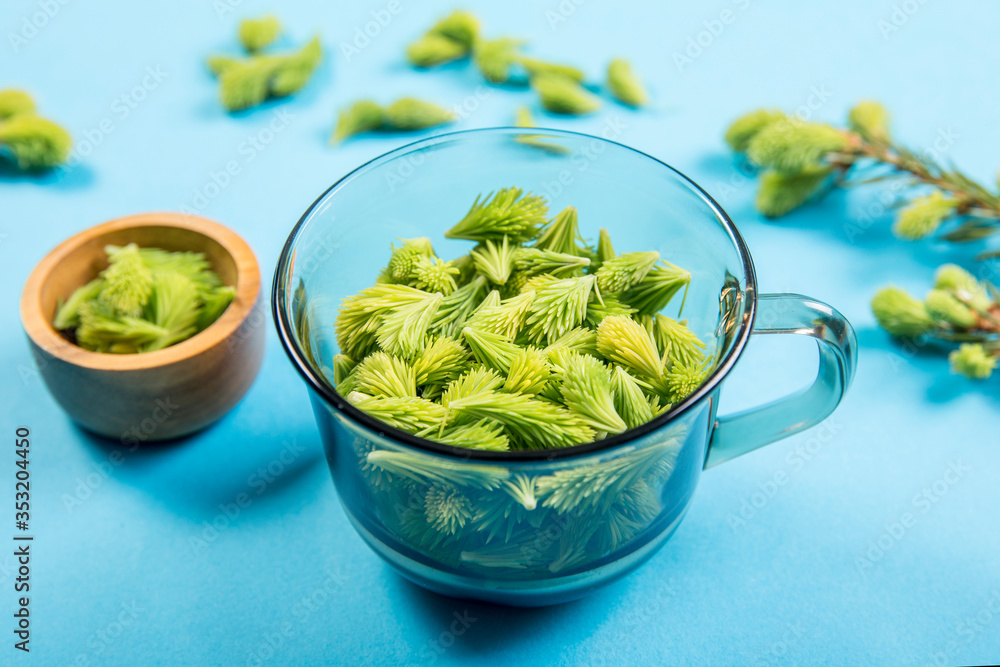 Using fresh raw young spruce tree (Picea abies) shoots for food and ...