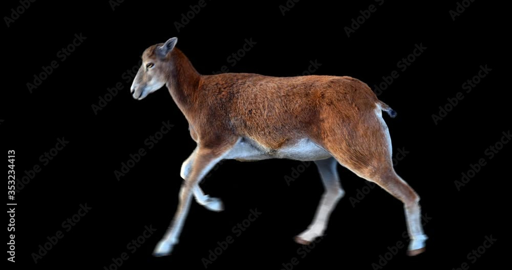 Isolated mouflon female running realistic animation. Isolated animal ...