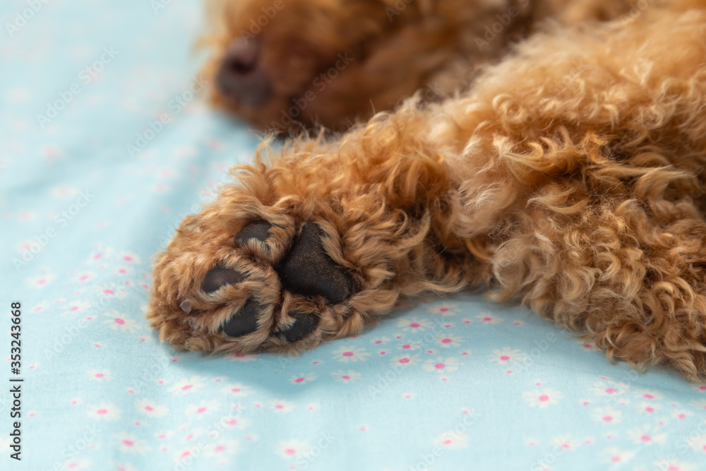 Cute puppy paw of Toy poodle puppy on bed room Stock Photo | Adobe Stock