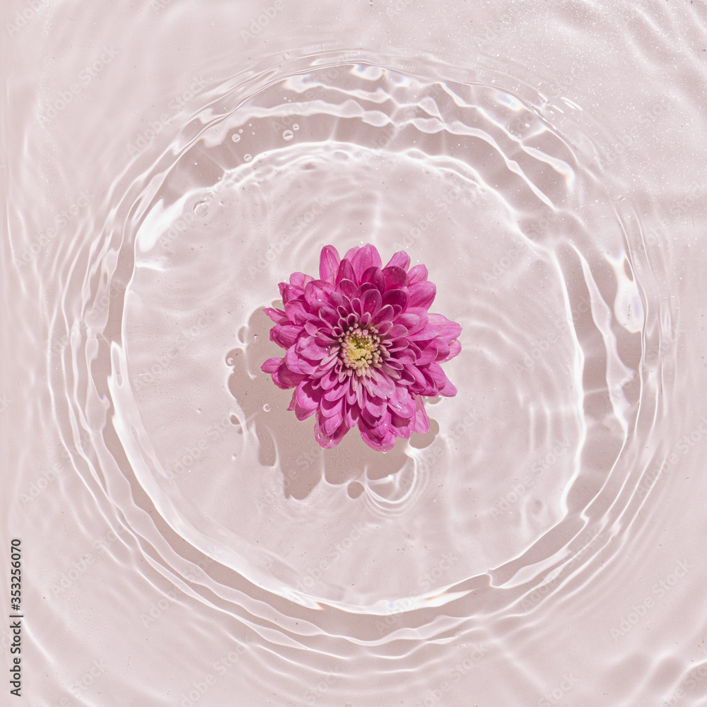 Summer scene with pink daisy flower in water. Sun and shadows. Minimal ...