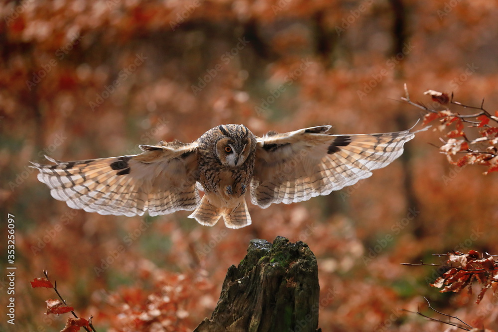 Bird in flight. Long-eared owl (Asio otus) landing on rotten stump in ...