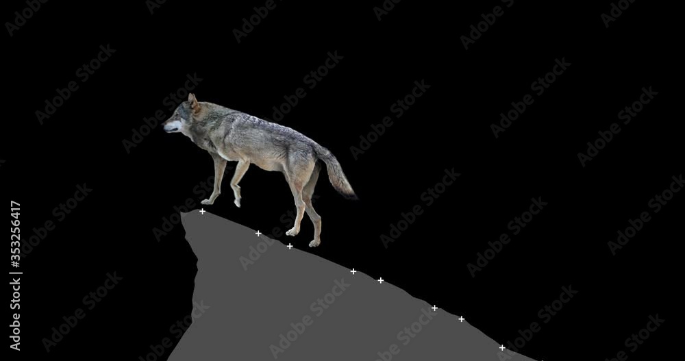 Gray wolf howling. An isolated wolf rises to a rock and howls ...