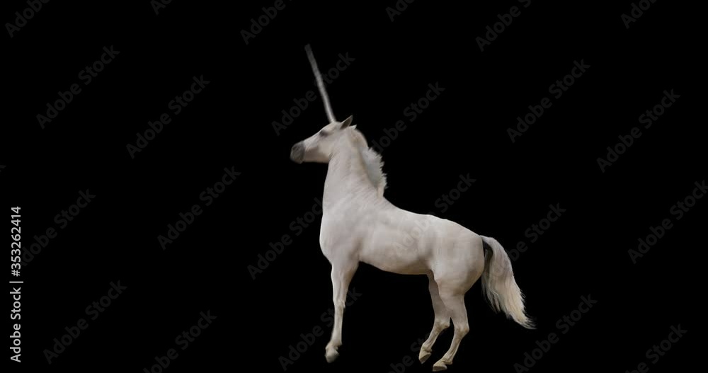 Unicorn rearing. realistic animation. Isolated video including alpha ...
