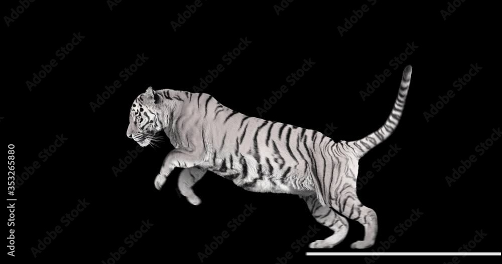 Vidéo Stock White tiger running and jumping realistic animation ...