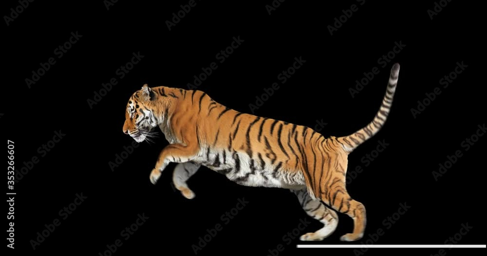 Tiger running and jumping realistic animation. Isolated animal video ...