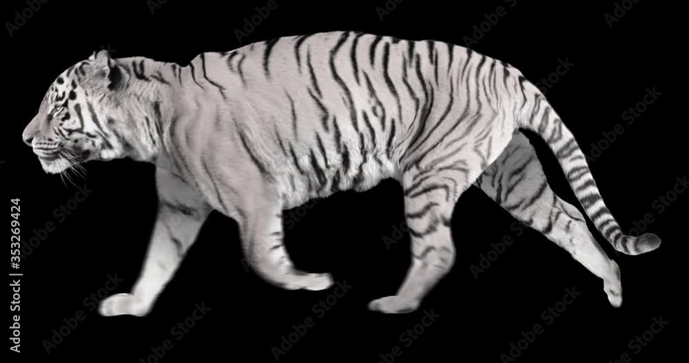 White tiger running trot realistic animation. Isolated animal video ...