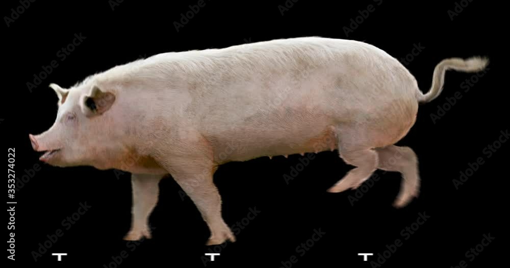 Pig gallop running realistic animation. Isolated animal video including ...