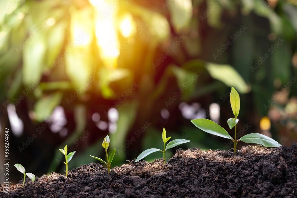 Agriculture and plant grow sequence with morning sunlight and dark ...