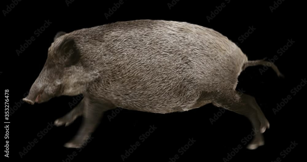 Wild boar gallop running realistic animation. Isolated animal video ...