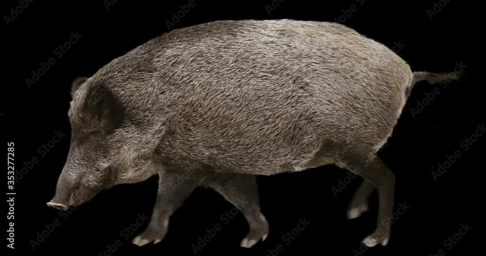 Wild boar walking realistic animation. Isolated animal video including ...