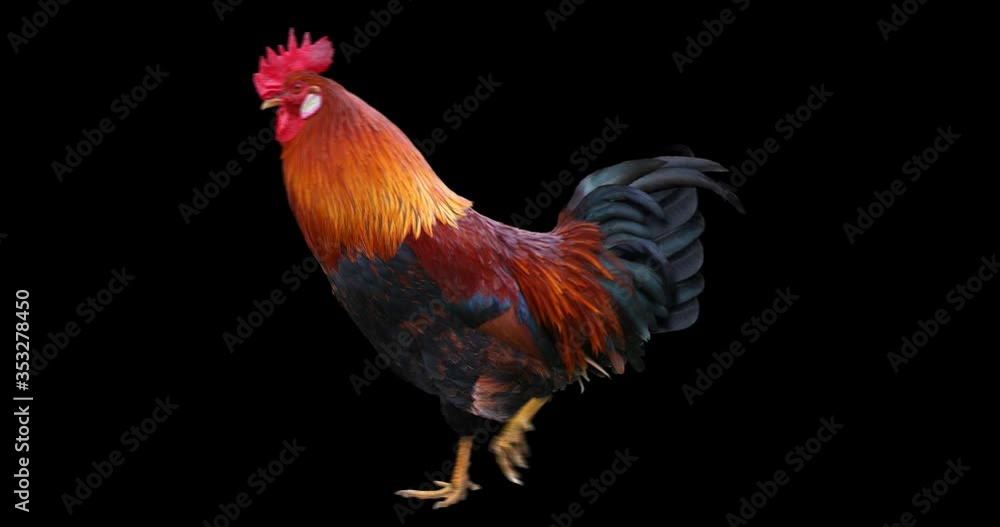 Rooster is walking realistic animation. Isolated animal video including ...
