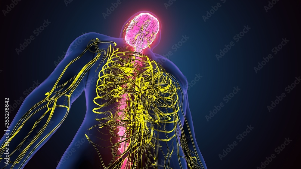3d illustration of male human body skeleton with brain nerves system ...