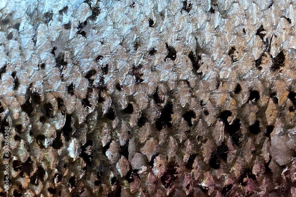 Salmon scales. Close up fish skin texture. Stock Photo | Adobe Stock