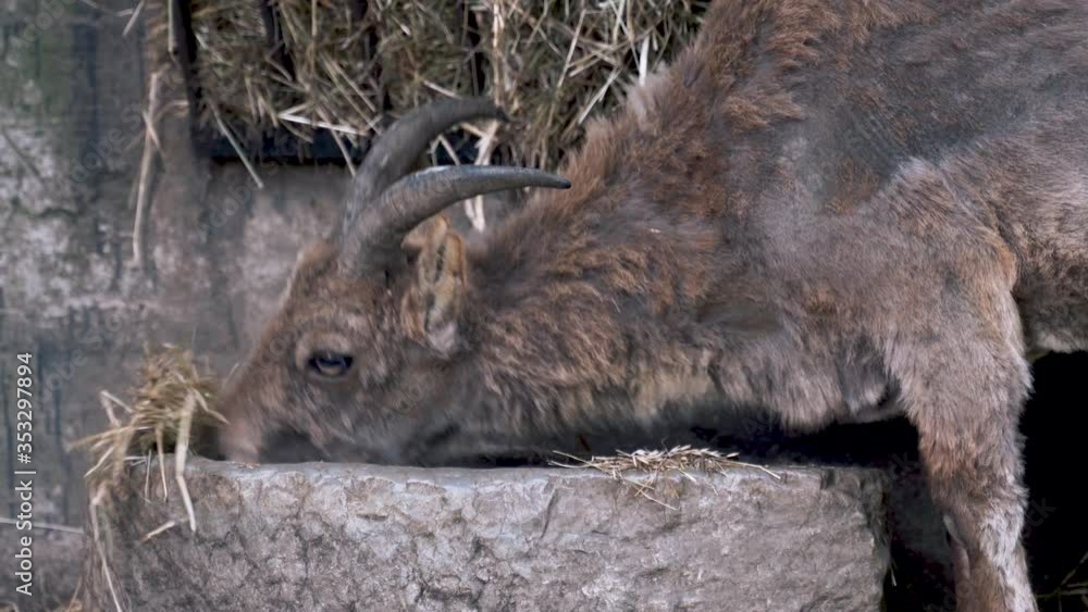 A brown goat eating hay from a stone trough, moving the hay with its ...