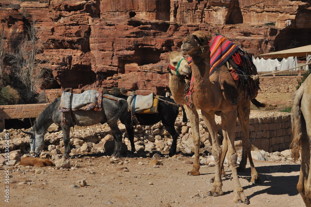 Dromedary camel in the ancient city of Nabe Petra. Tourist attraction ...