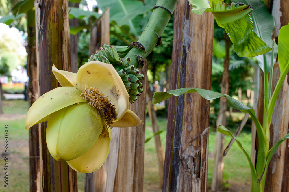 A flowering banana plant with fresh green small bananas in a palm tree ...