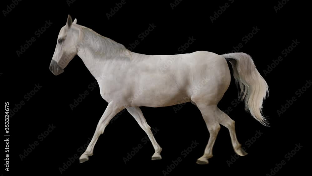 White horse walking realistic animation. Isolated animal video ...