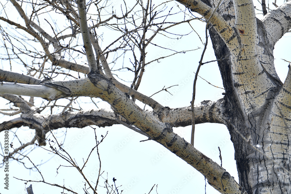 tree branches, forest, withered branches, branches, existing branches ...