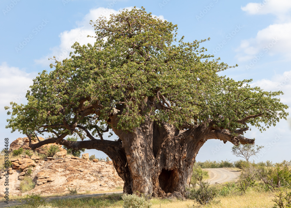 View of a big,old baobab tree with leaves in Mapungubwe National Park ...