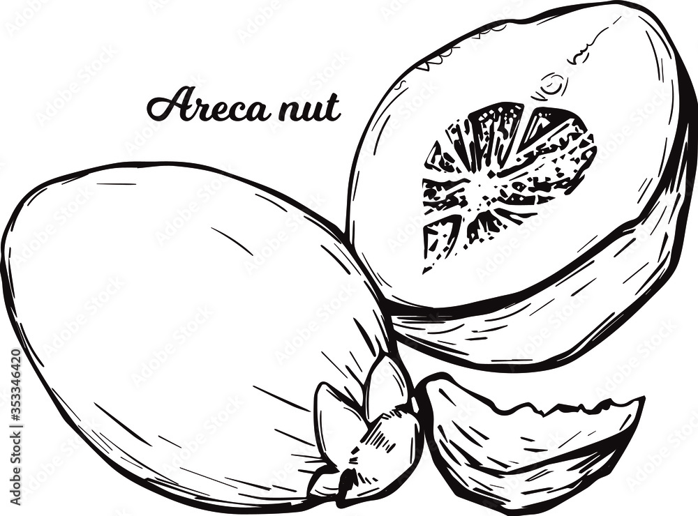 Photo & Art Print Areca betel nut isolated vector illustration, dneprstock
