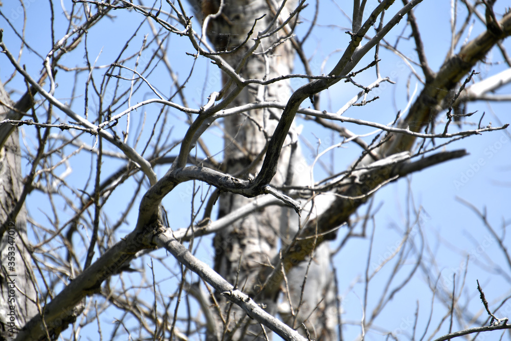 tree branches, forest, withered branches, branches, existing branches ...