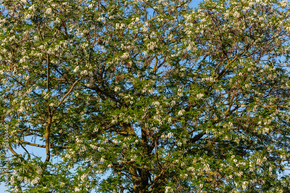 Fotografia do Stock: Árbol falsa acacia con flores blancas. Robinia ...
