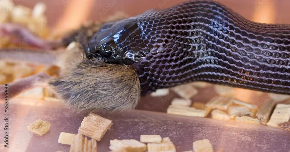 Majestic Mexican Black Kingsnake Eating Entire Rodent in Sawdust ...
