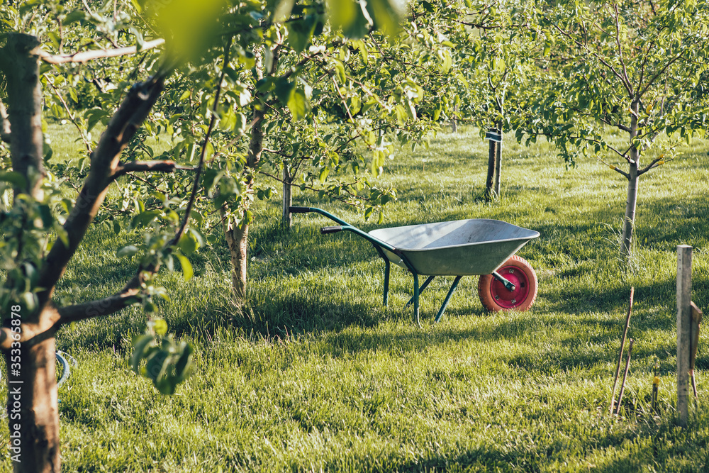 Garden wheelbarrow in green garden. garden wheelbarrow with red wheel ...