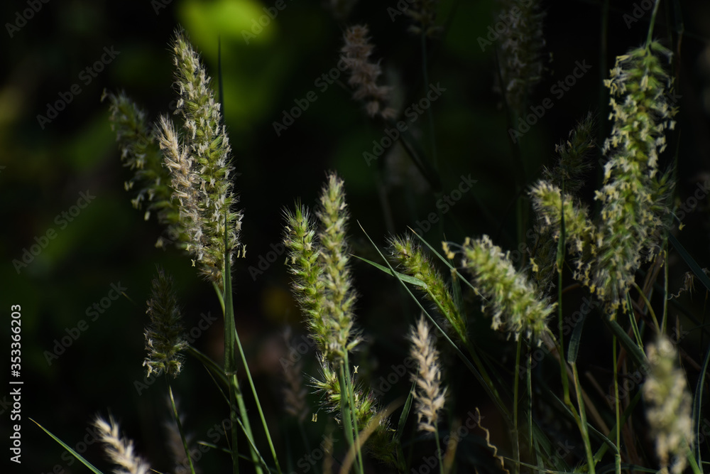 Buffel Grass OR Cenchrus Ciliaris grass is a • Perennial clumps with ...
