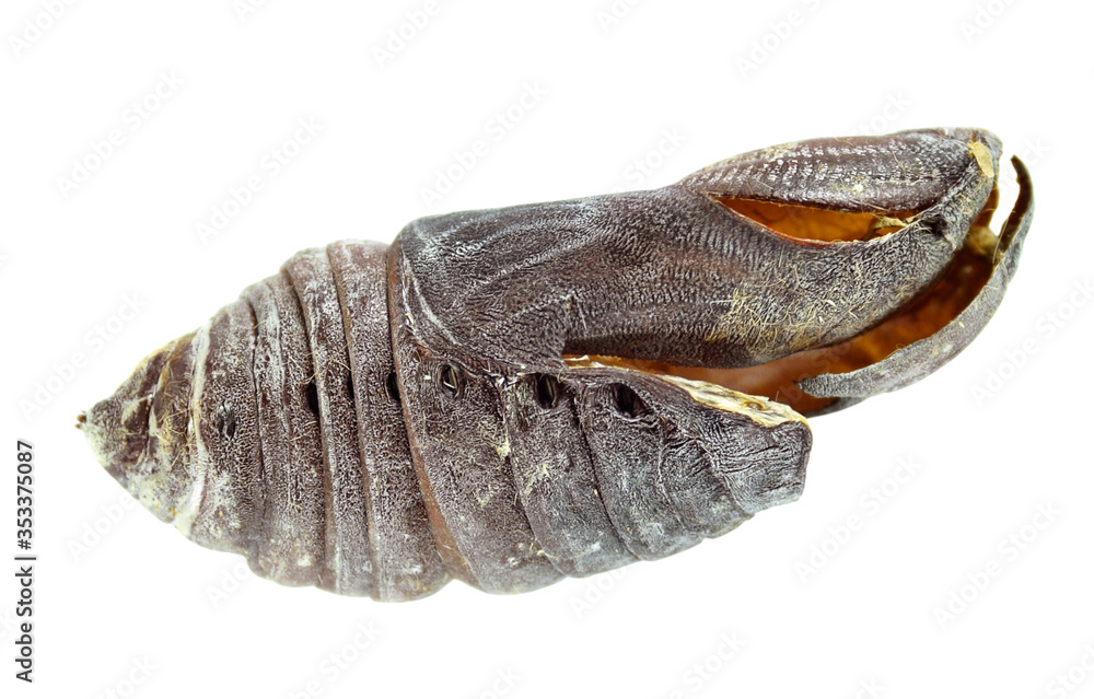 Cocoon of the Giant Peacock moth (Saturnia pyri) after emerging moth ...